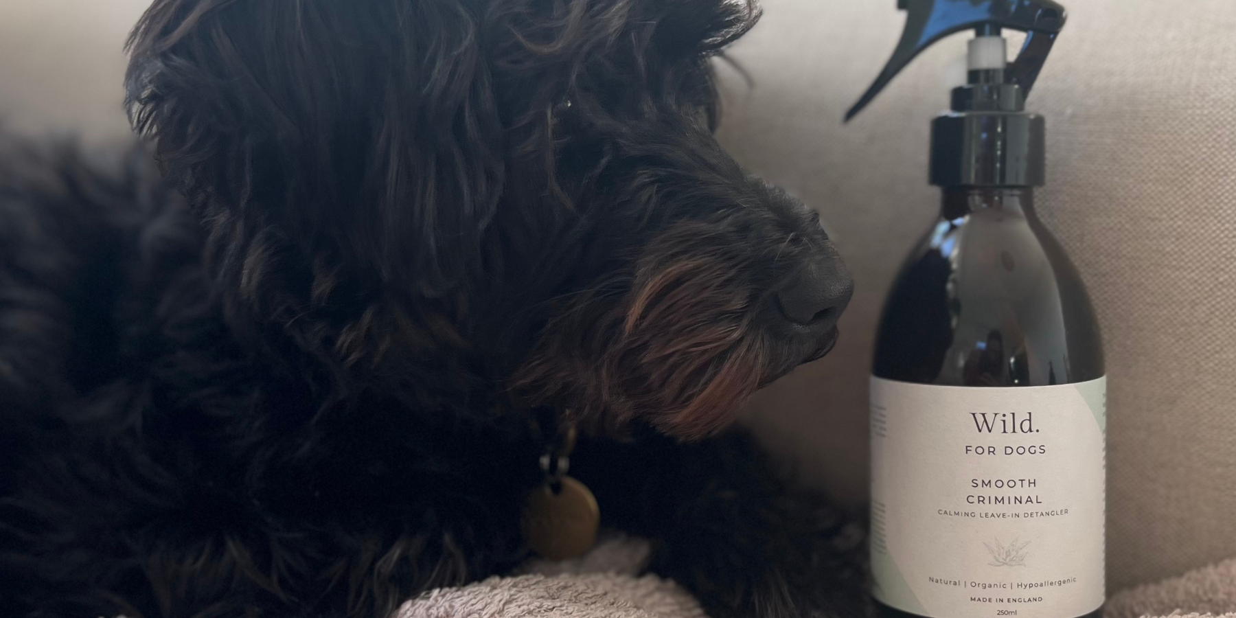 Are you a Smooth Criminal?! – Wild For Dogs